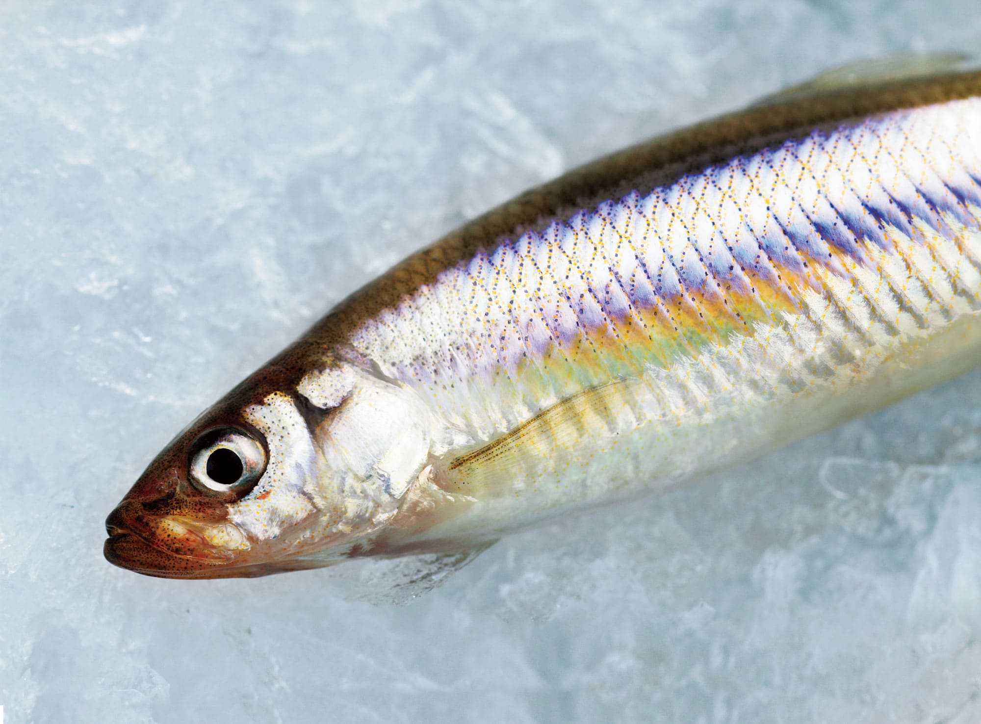 DAIWA TOP